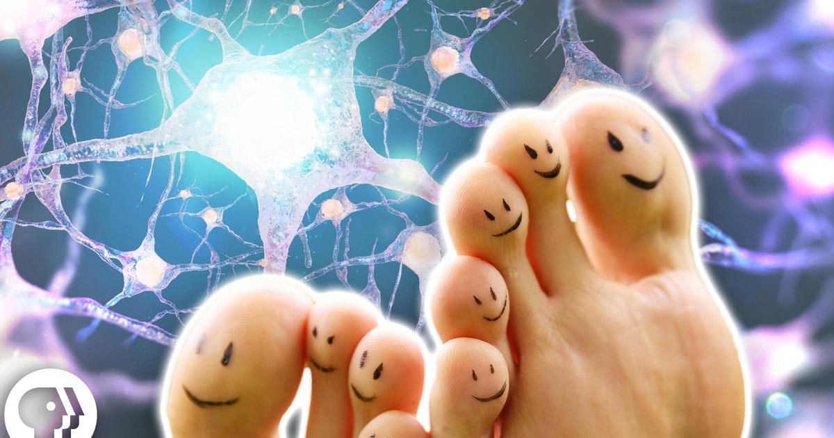 BrainCraft | Wiggle Your Big Toe | Season 3 | Episode 17 | WTIU PBS