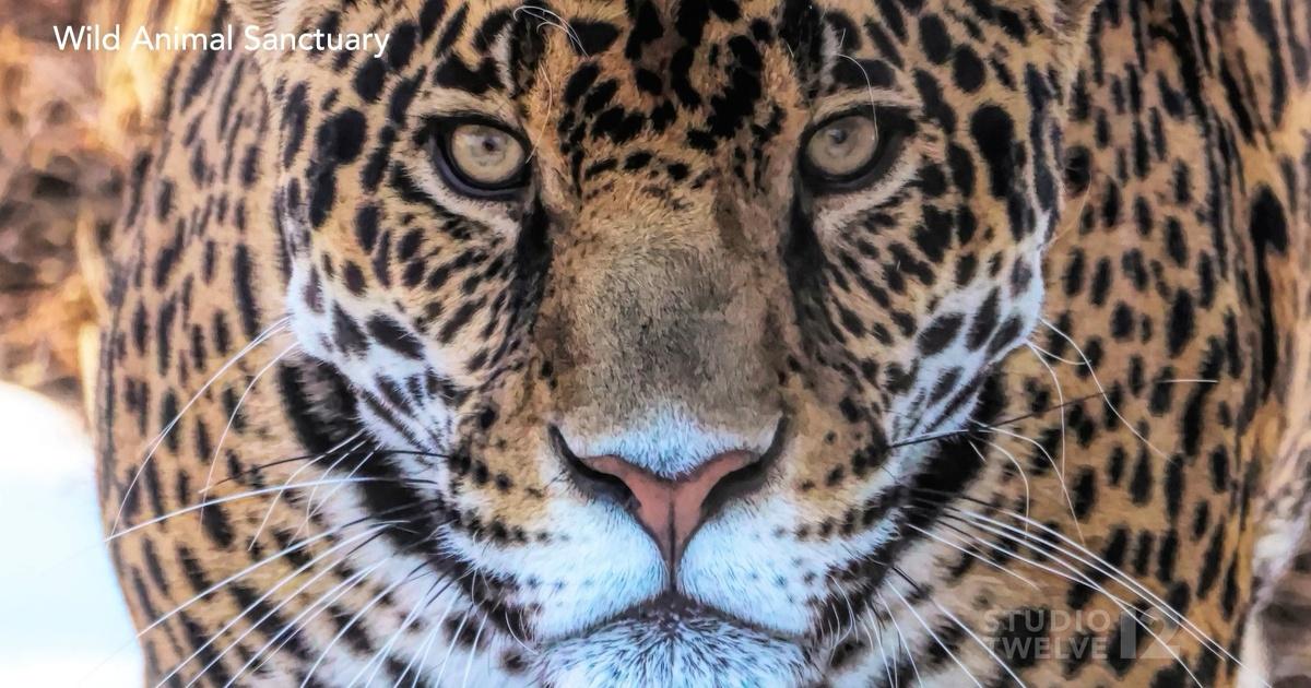 Studio Twelve | Studio Twelve Ep. 13: From Seedlings to Sanctuary—and a ...