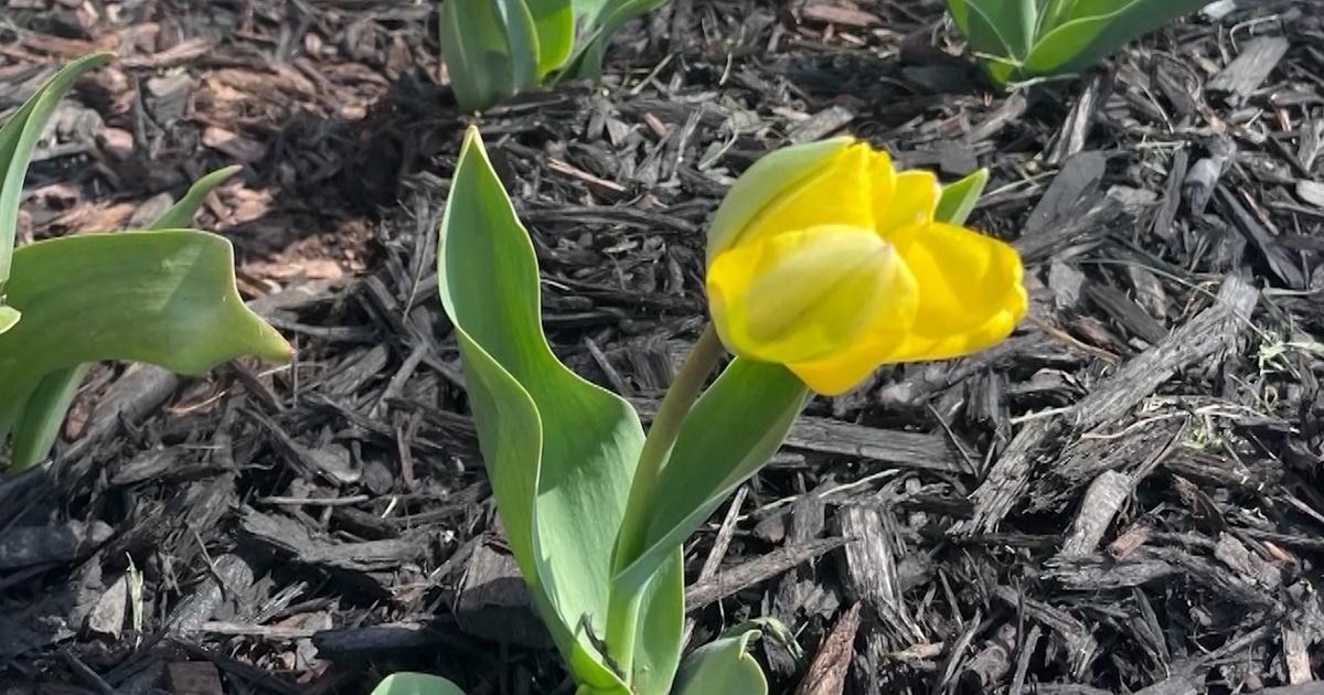 Kentucky Edition | Yellow Tulip Project | Season 4 | Episode 394 | PBS