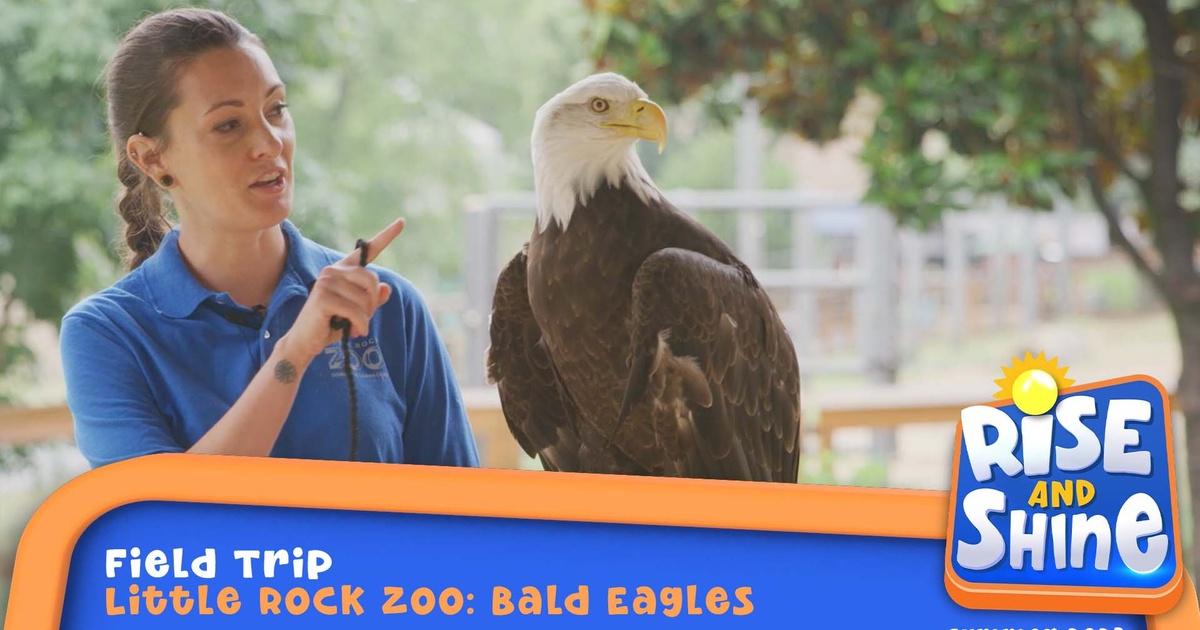 Rise and Shine | Little Rock Zoo: Bald Eagles | Season 2023 | PBS