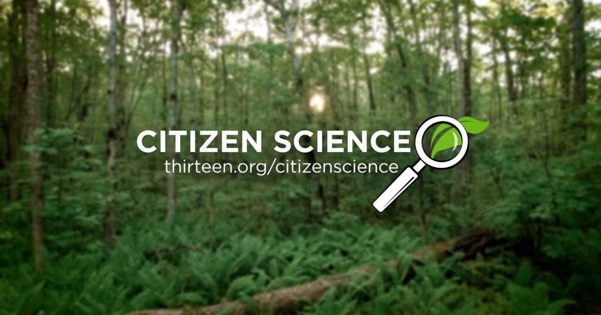 THIRTEEN Previews | Citizen Scientist: How to Become One | PBS