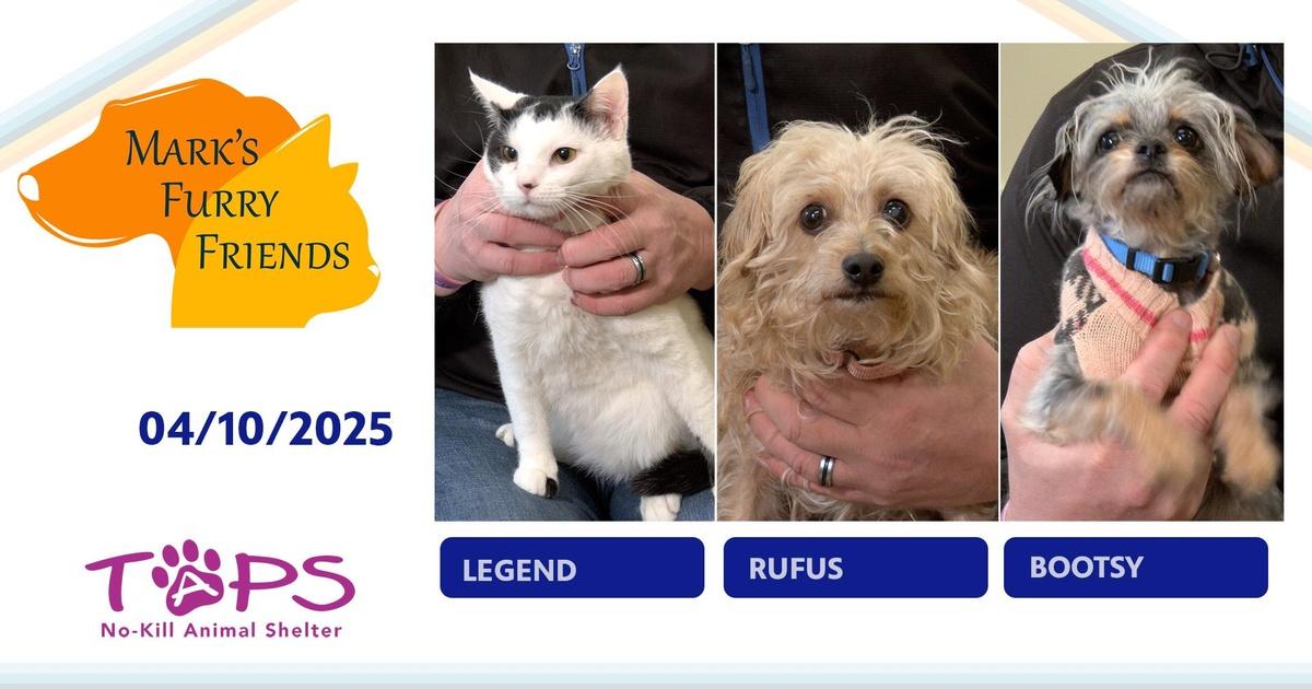 Mark’s Furry Friends | 04/10/2025 | Legend, Rufus and Bootsy | Mark’s ...
