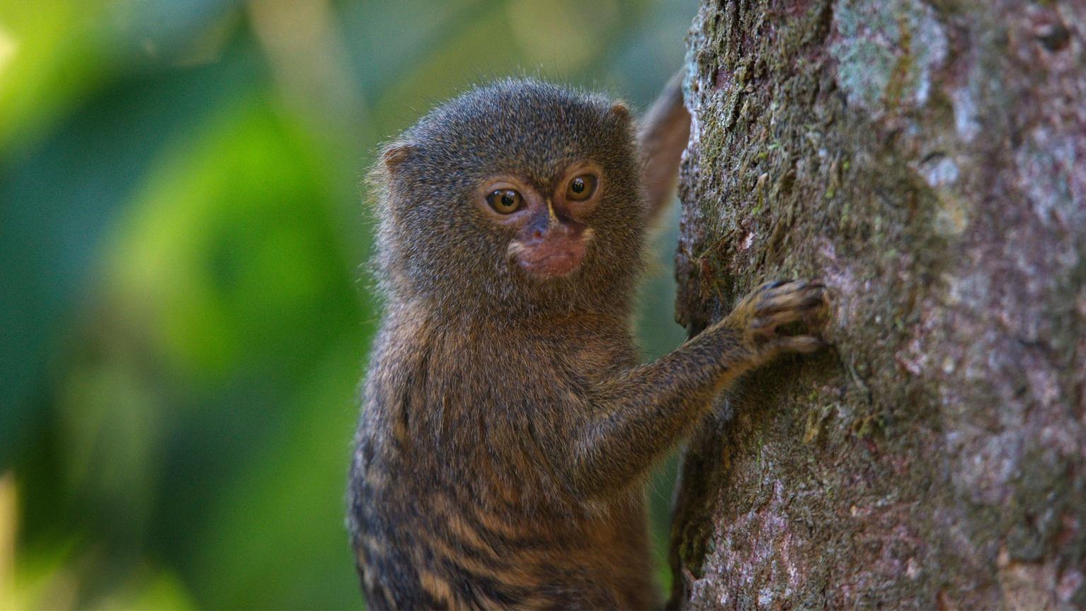 Colombia - Wild and Free | PBS