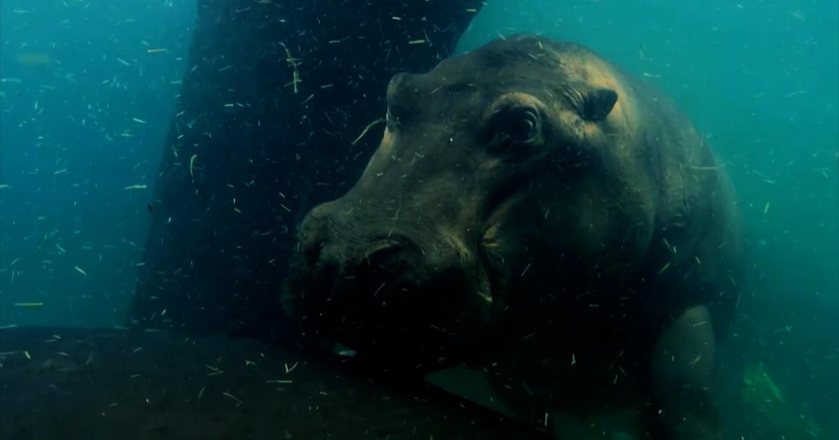 NOVA | How Did Whales Evolve From Land Mammals? | Season 51 | Episode 1 ...