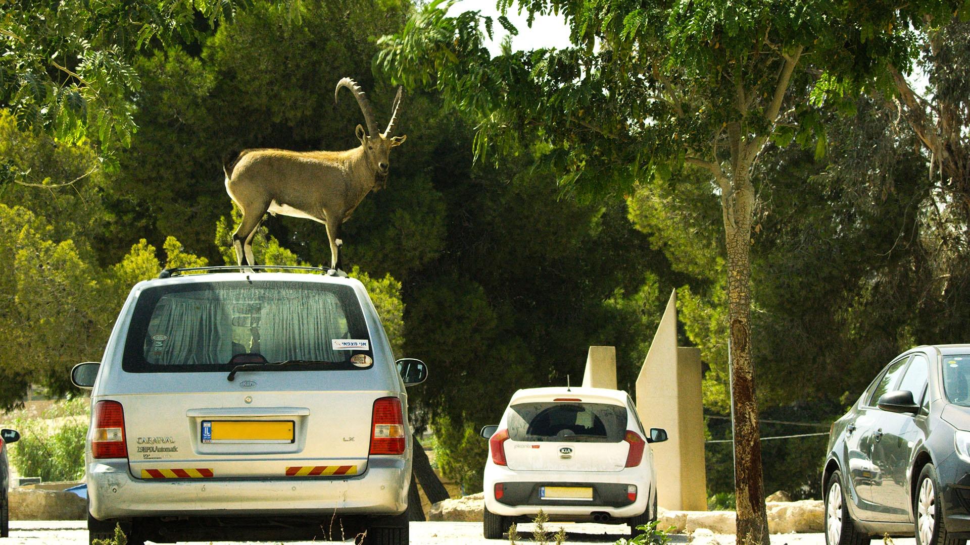 Ibex Males Fight Over a Love Interest | Wild Metropolis | THIRTEEN ...