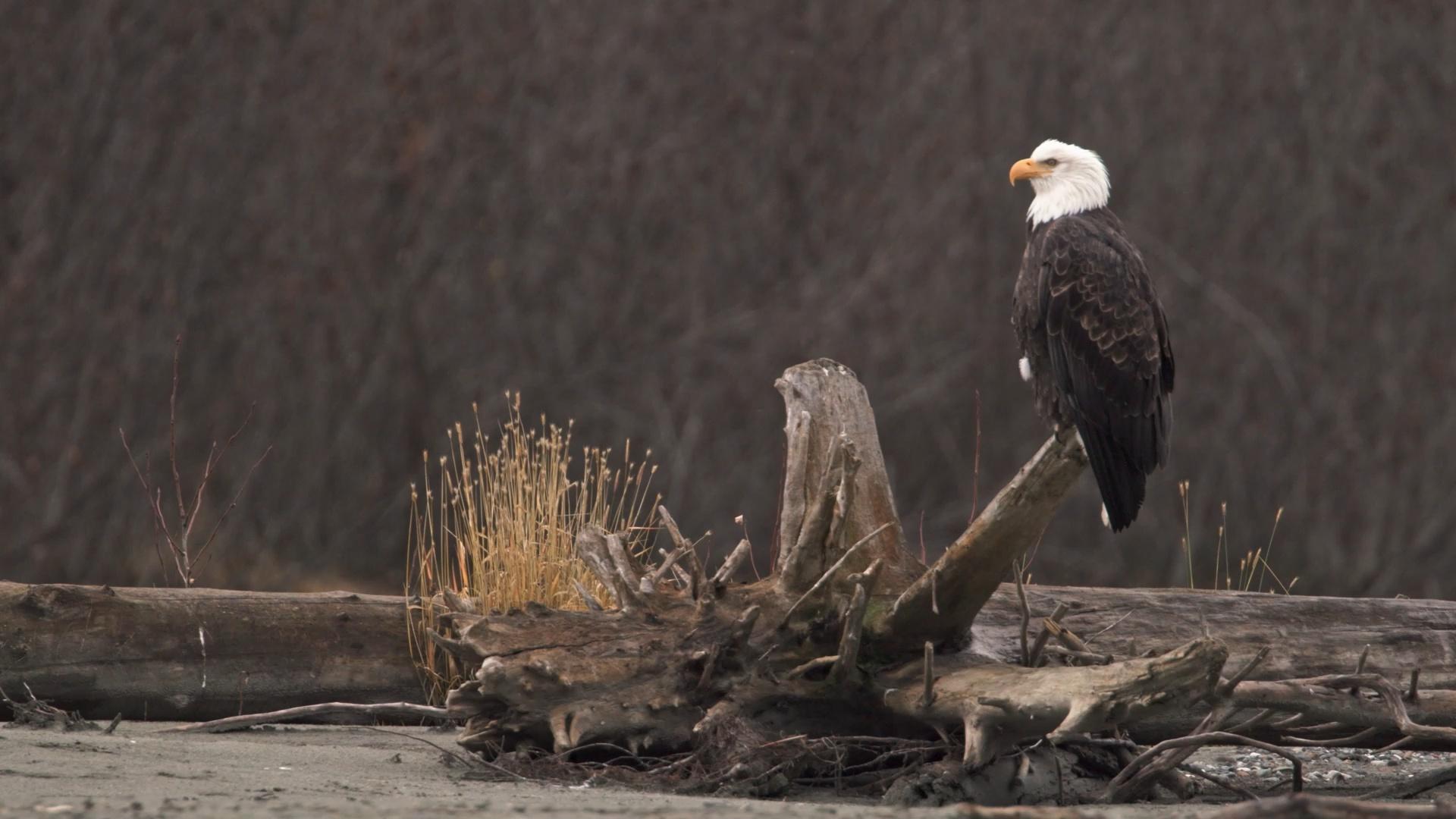 The American Bald Eagle Preview Iconic America Wliw