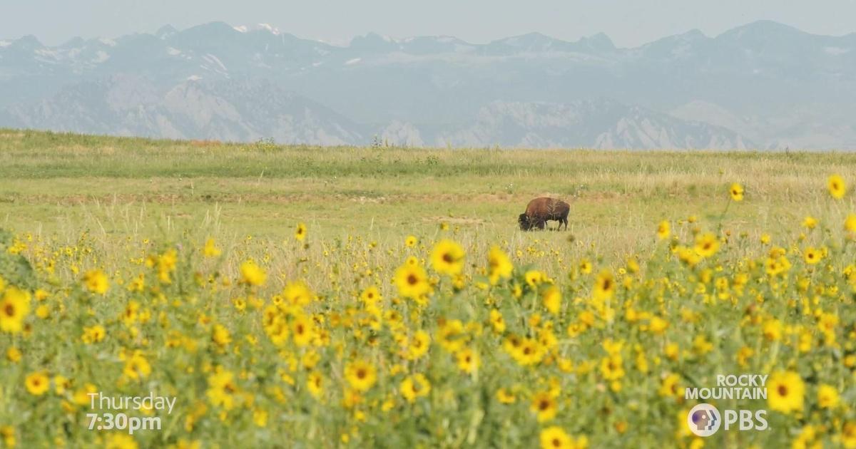 Colorado Experience | Colorado Experience: Return of the Buffalo, Part ...