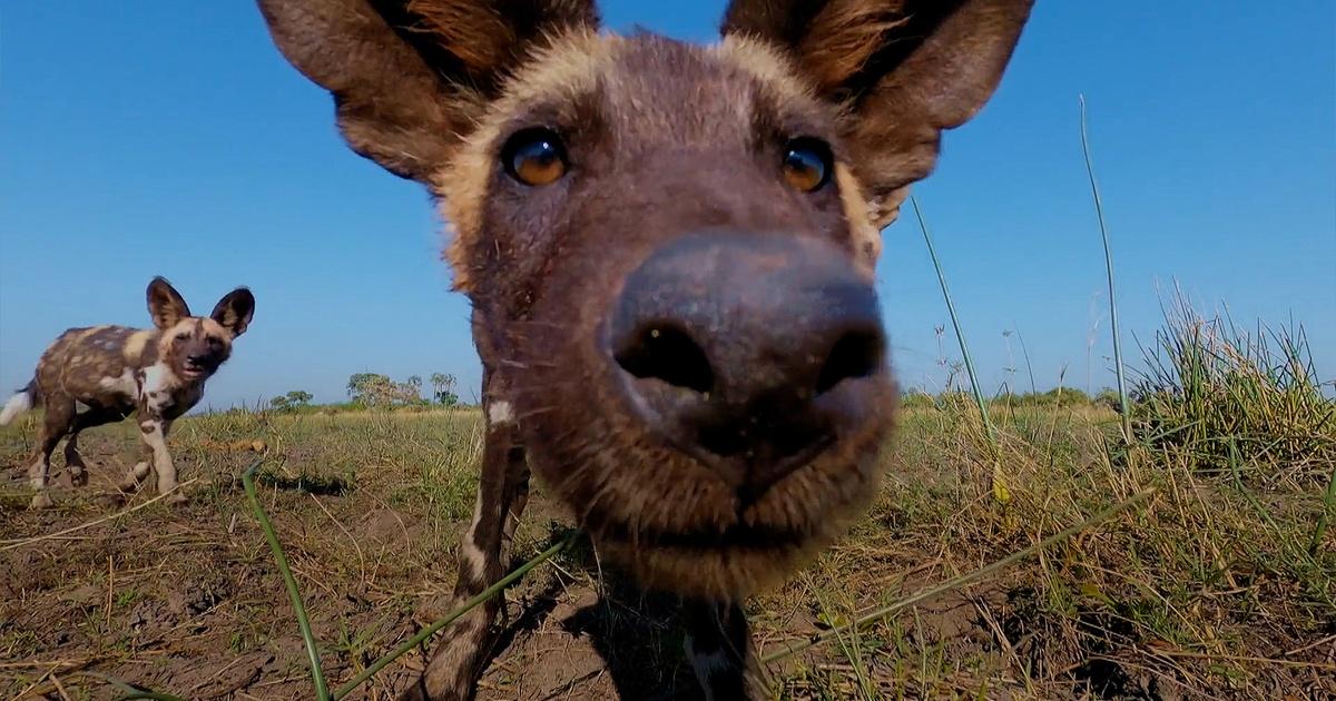 Nature | Attempting to Film African Wild Dogs in the Flooded Okavango ...