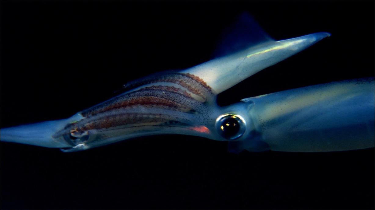 The Incredible Mating Ritual of Opalescent Squid | Watch Nature on PBS ...