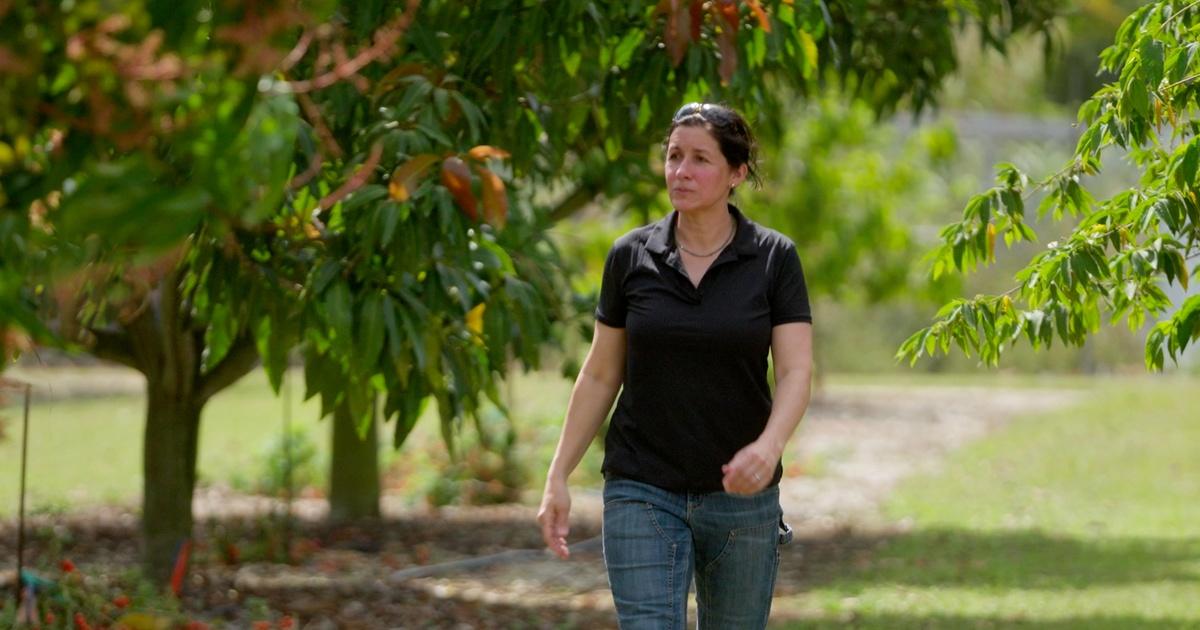 Ask This Old House | E3 | Florida Trees, Smart Lighting | Ask This Old ...