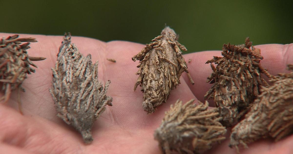 Backyard Farmer | Backyard Farmer: How to Control Bagworms | PBS