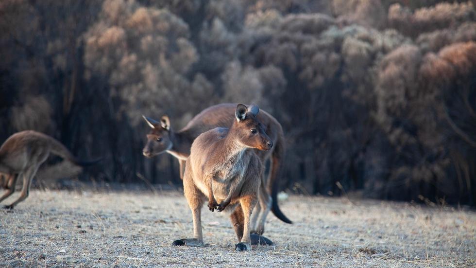 Nature - Calculating the Toll of the Australian Wildfires - Twin Cities PBS