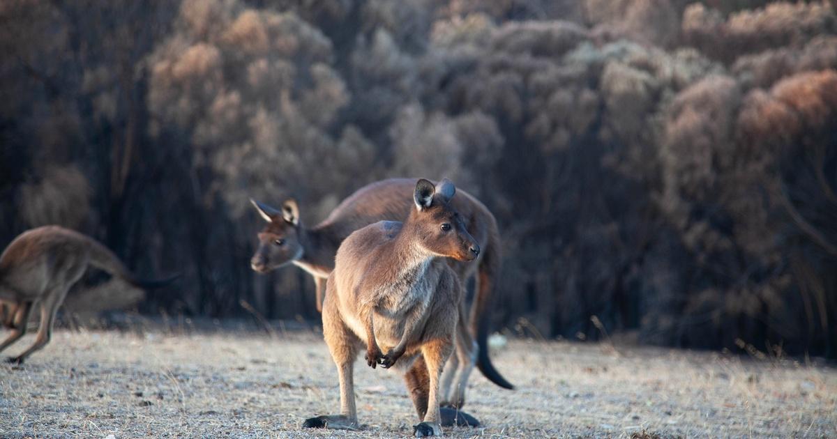 Nature | Calculating the Toll of the Australian Wildfires | PBS