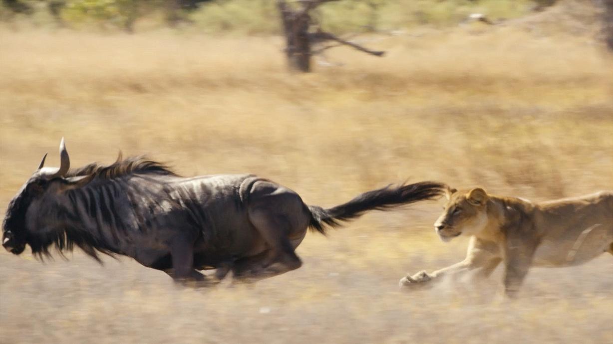 Lion vs. Wildebeest: How Lions Hunt as a Pride | Watch on PBS Wisconsin