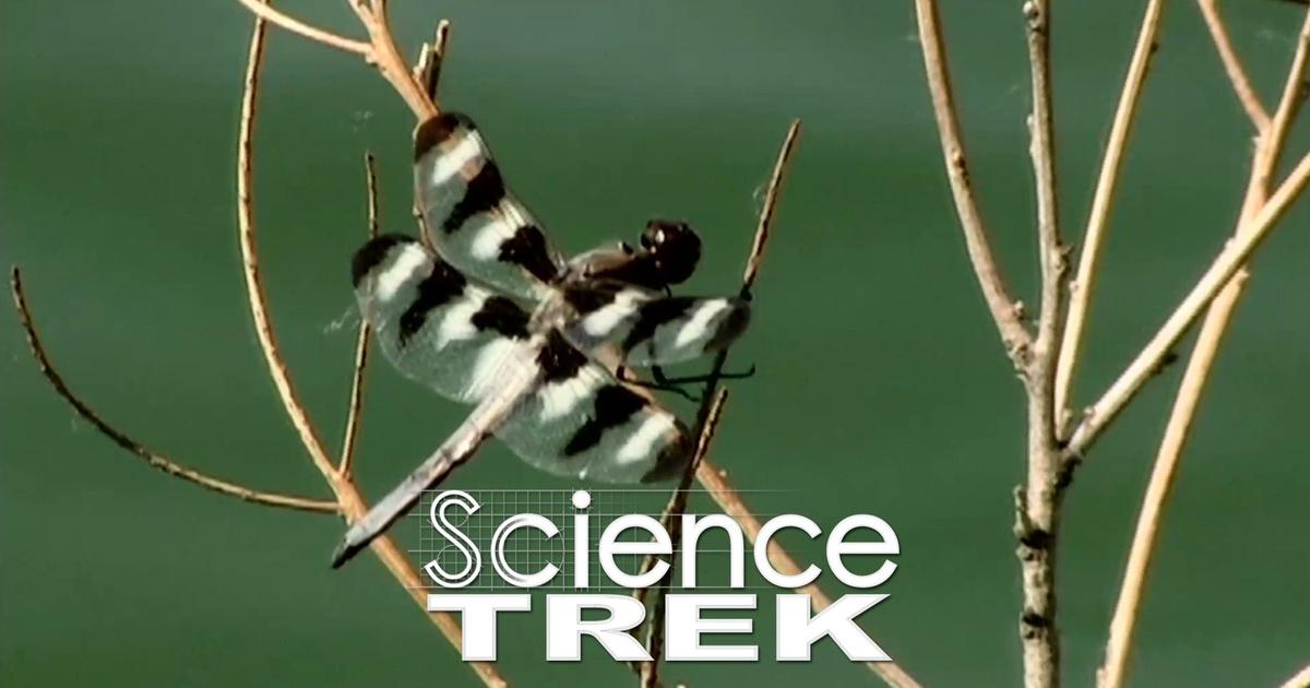 Science Trek | Animal Migration: Move It! | PBS