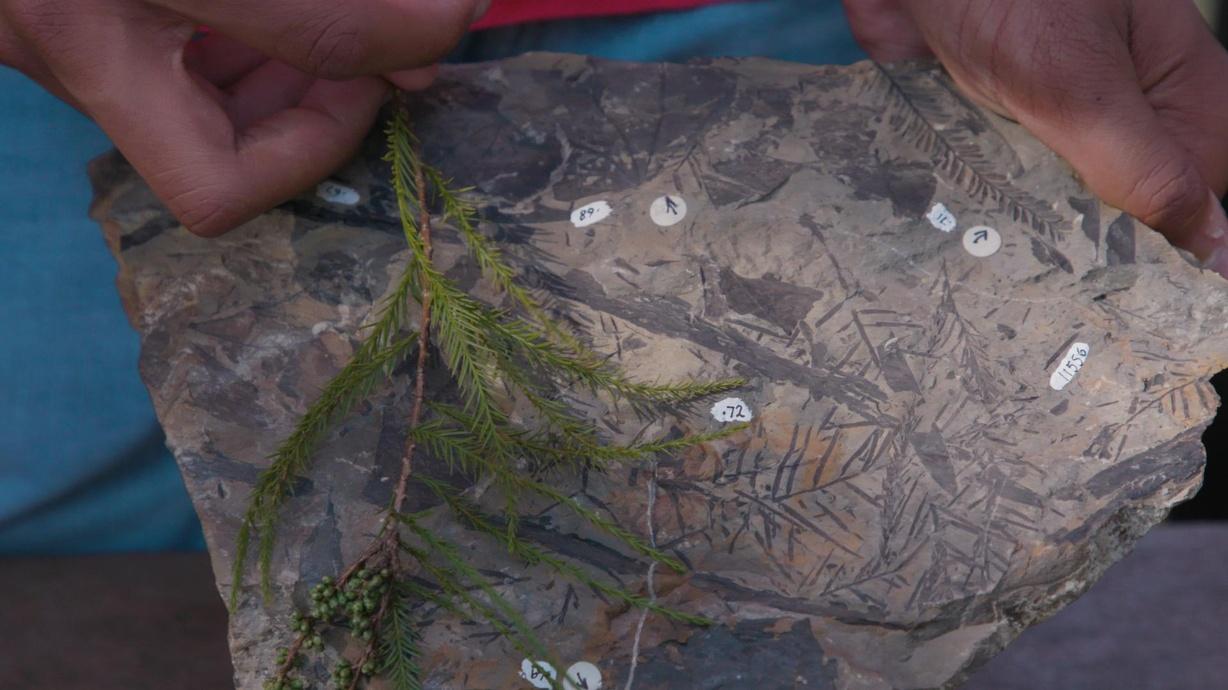Plant Fossils Hint at Arctic's Swampy Past | Watch on PBS Wisconsin
