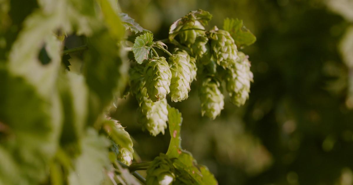 Superabundant | Hops | Superabundant | Season 3 | OPB