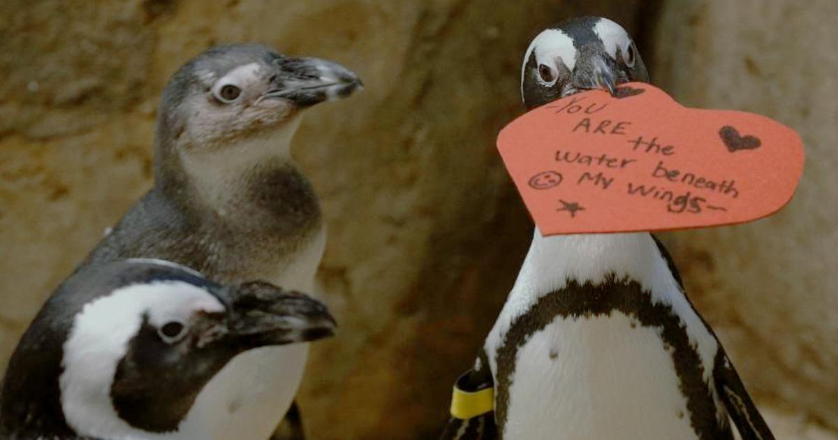 Bay Area Bountiful | For the Love of Penguins | PBS
