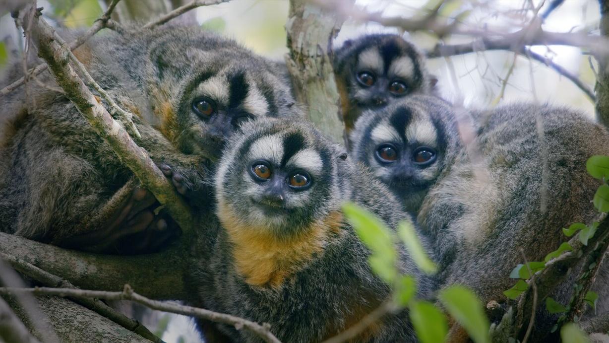 Preview of Primates: Episode Two "Family Matters" | Watch on Alabama ...
