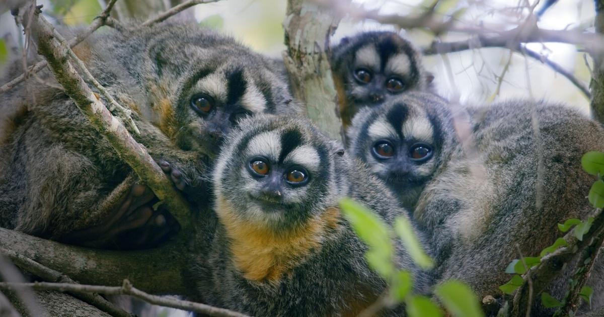 Nature | Season 39 | Preview of Primates: Episode Two "Family Matters ...