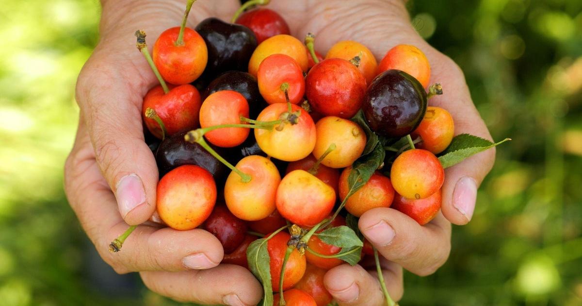 French Magnolia Cooks | French Magnolia Cooks: Cherries | Season 2 ...