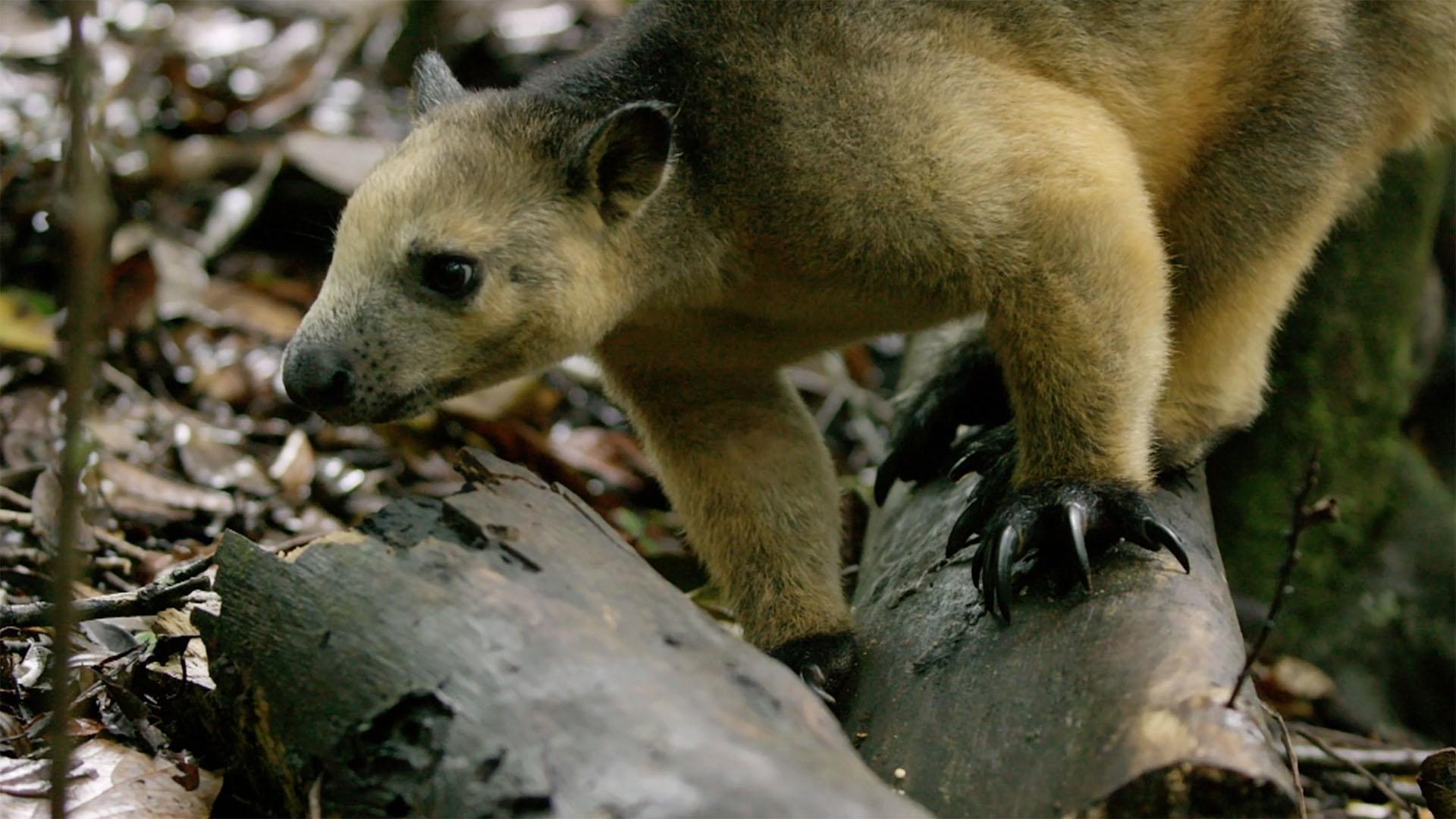 Tree Kangaroos in Queensland Rainforest | Magical Land of Oz | THIRTEEN ...