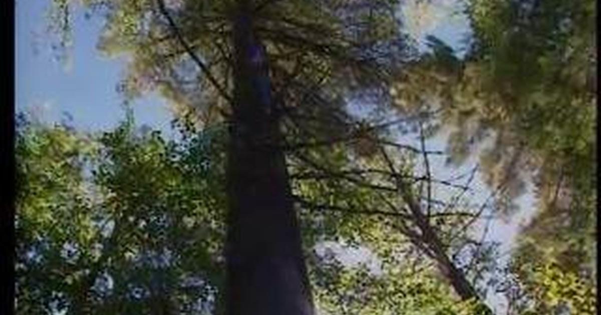Almanac | More Logging | Season 1997 | Episode 13 | PBS