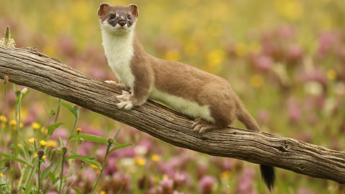The Mighty Weasel - Preview | Nature | THIRTEEN - New York Public Media