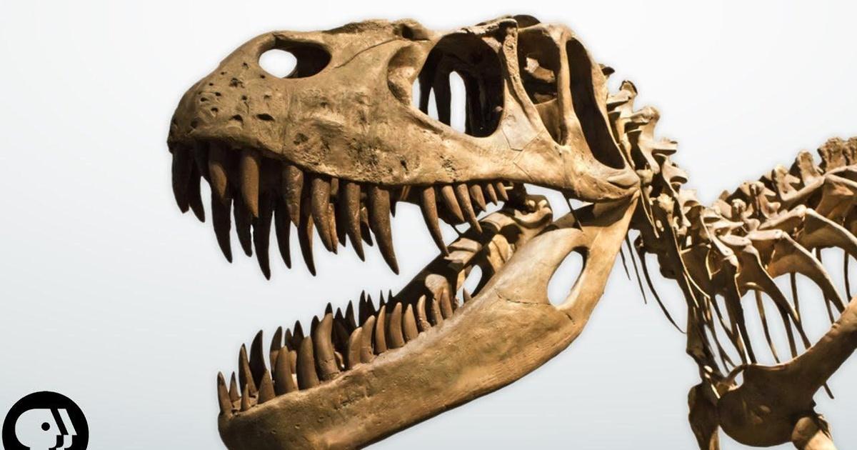 BrainCraft | Dissecting a Dinosaur Brain (sort of) | Season 3 | Episode ...