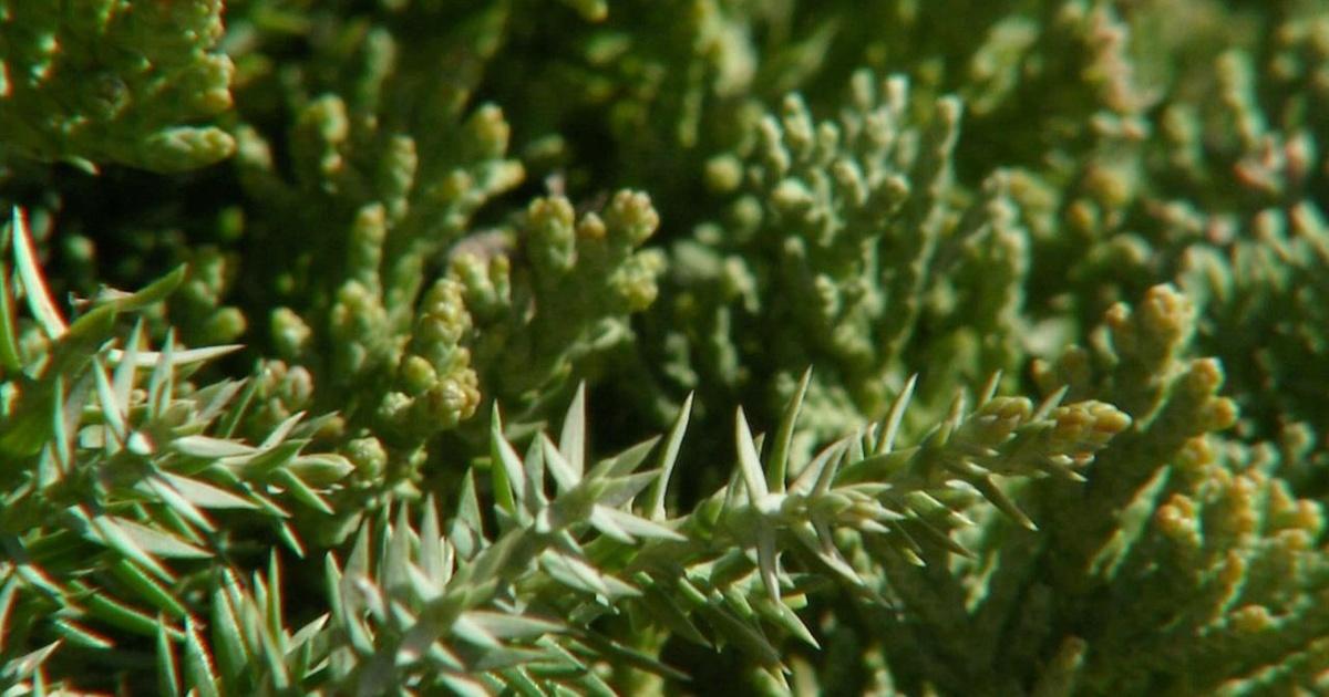 Virginia Home Grown | Conifer Landscaping; Growing with Green Energy ...