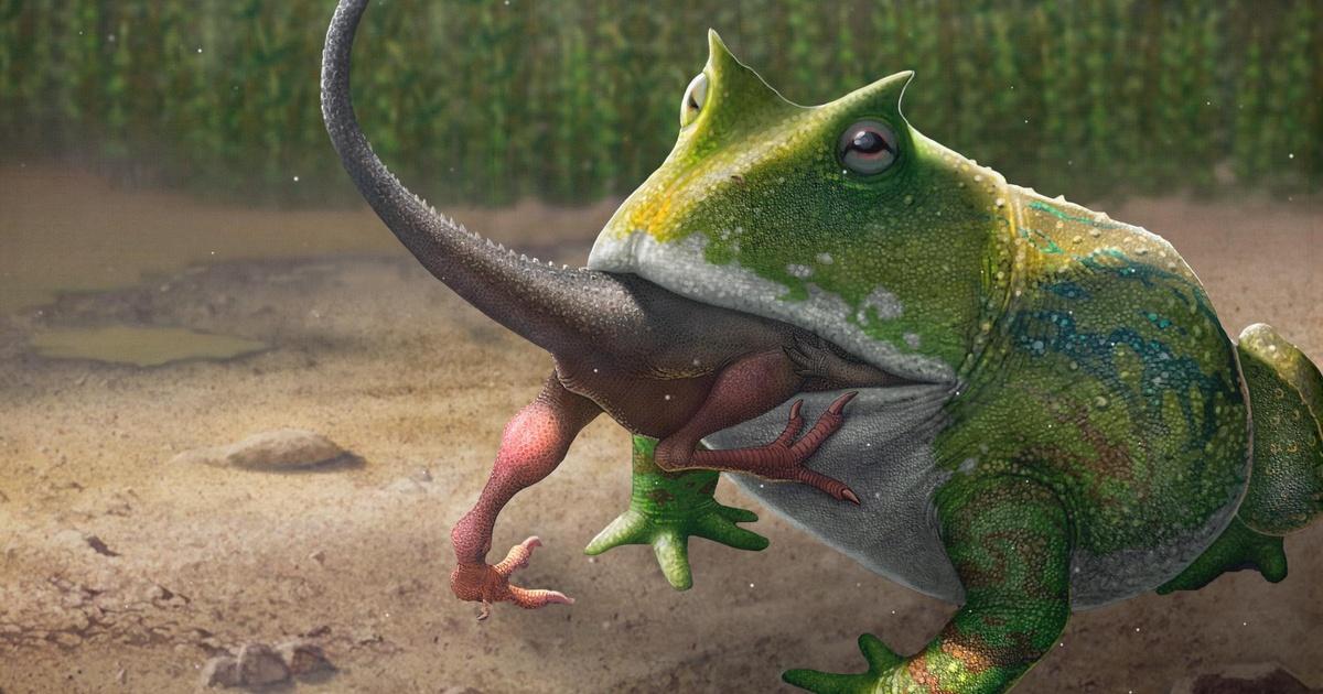 Eons | The Biggest Frog that Ever Lived | Season 3 | Episode 14 | OPB