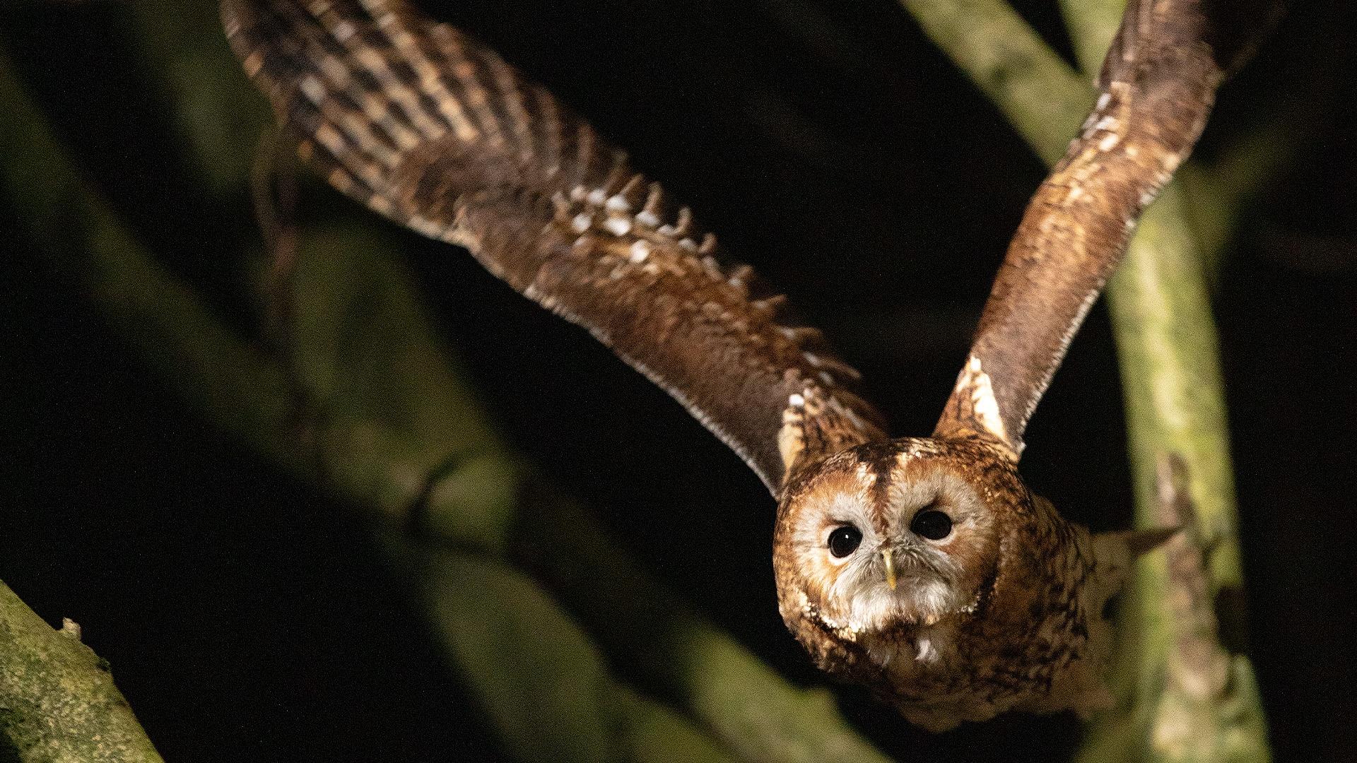 Extreme Lives | Raptors: A Fistful of Daggers | Nature | THIRTEEN - New ...