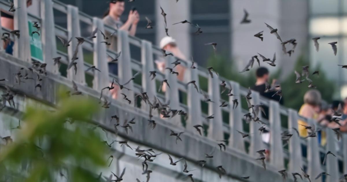 Texas Parks and Wildlife | Bat Rescuers, Birdability, Desert Bighorn ...