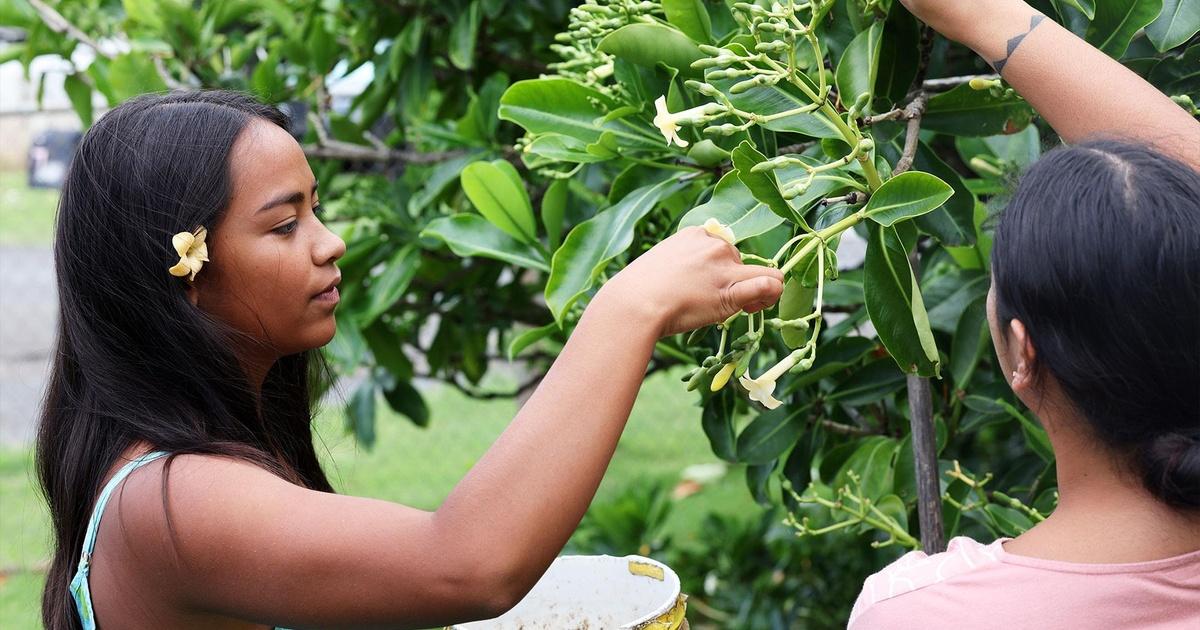 J Schwanke’s Life In Bloom | A Day for Lei | Season 7 | Episode 705 | PBS