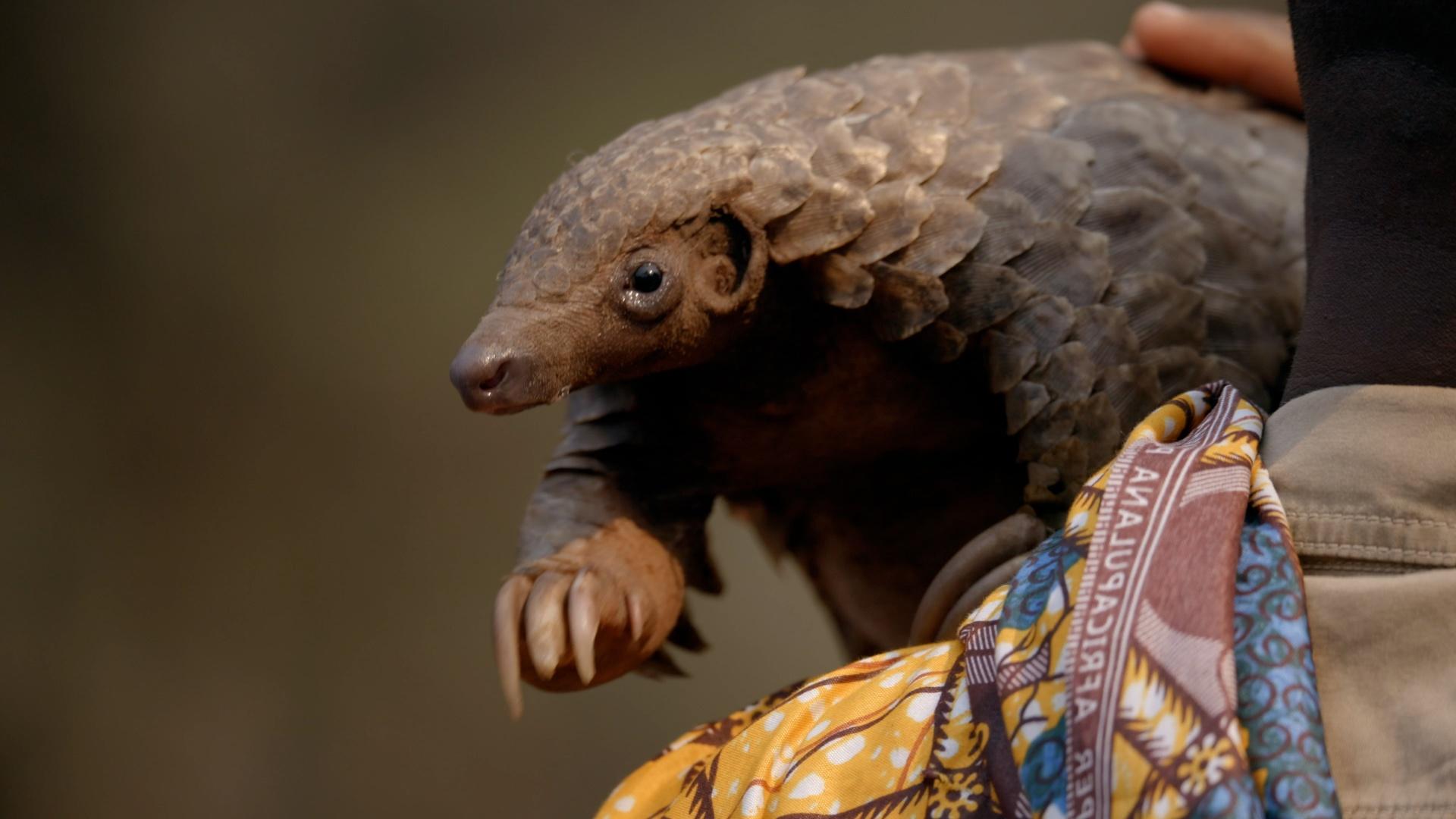Pangolin Protectors | WILD HOPE | Nature | NJ PBS