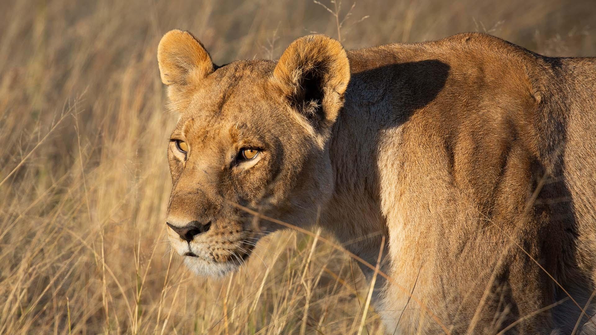 Episode One | Big Cats 24/7 | THIRTEEN - New York Public Media