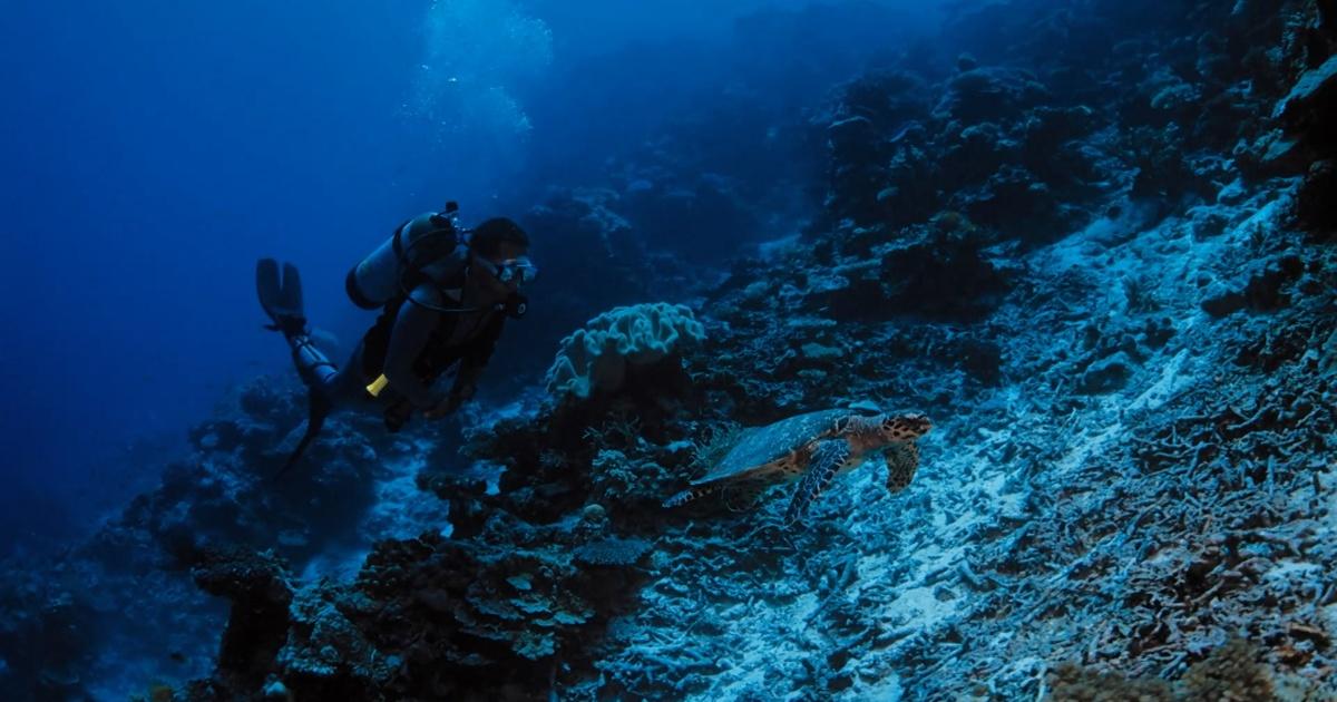 MacGillivray Freeman's Coral Reef Adventure | Episode 1 | PBS