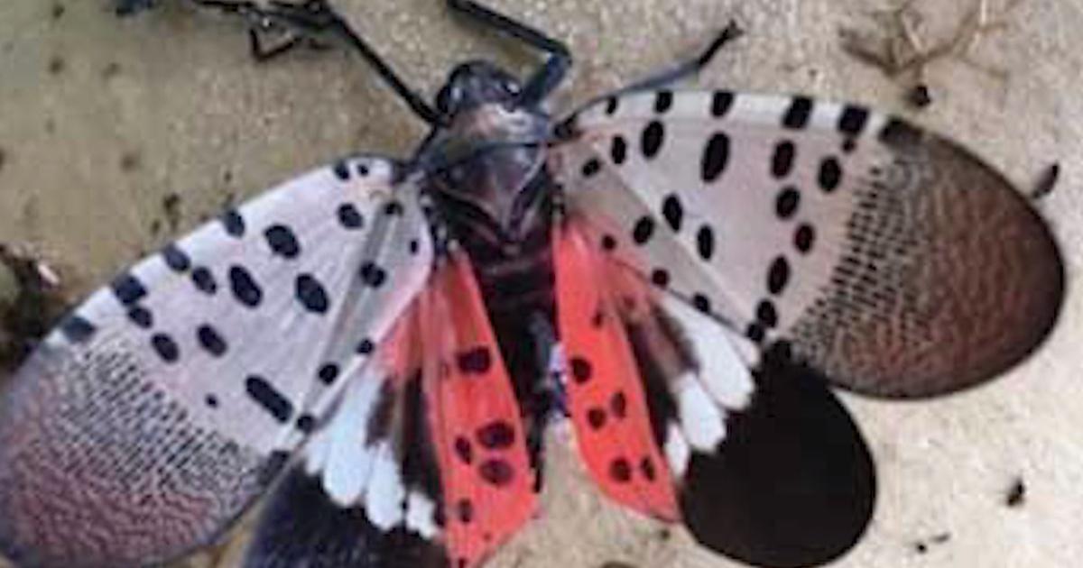 PBS39 News Reports | DIY SPOTTED LANTERNFLY TRAPS | Season 2020 | WHYY