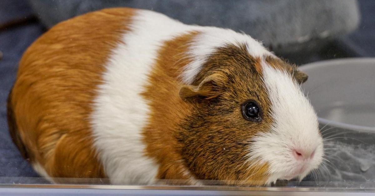 Animal Talk | Potter League | Season 1 | Episode 8 | PBS