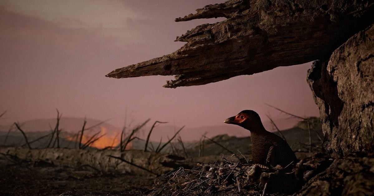 NOVA | How Birds Survived the Dinosaur Apocalypse | Season 52 | Episode 3 | PBS
