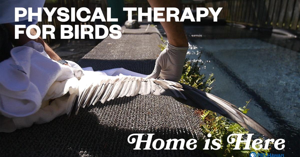 Home is Here | Physical Therapy For Birds | Season 1 | Episode 1 | PBS