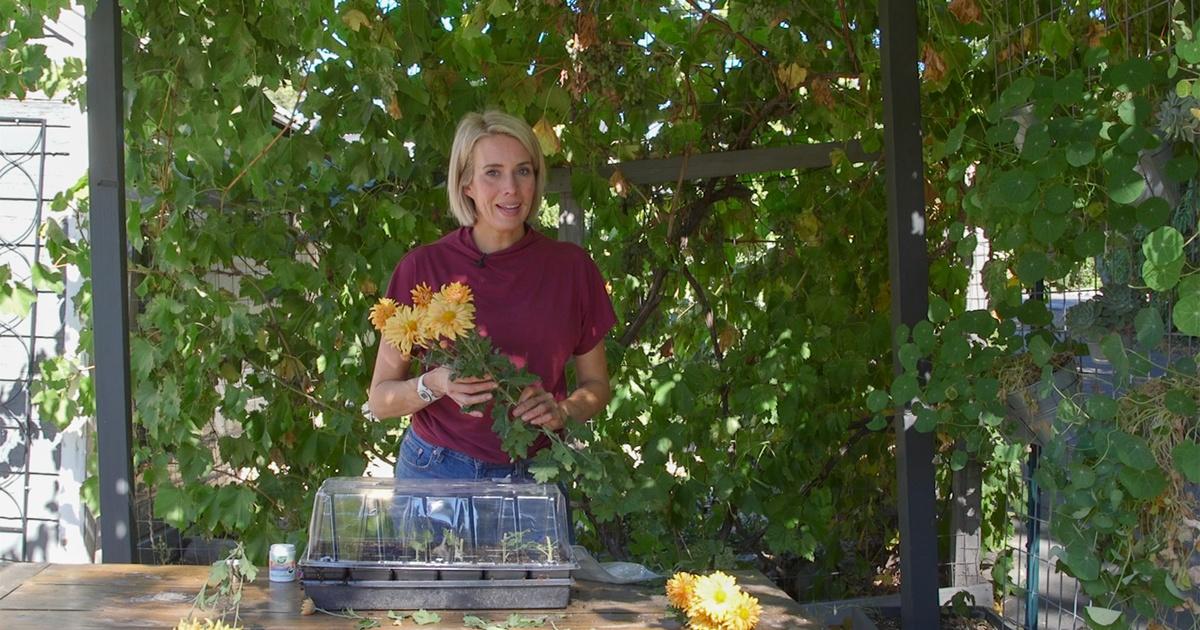 Modern Gardener | How to Propagate Mums from Cuttings | Episode 109 | OPB