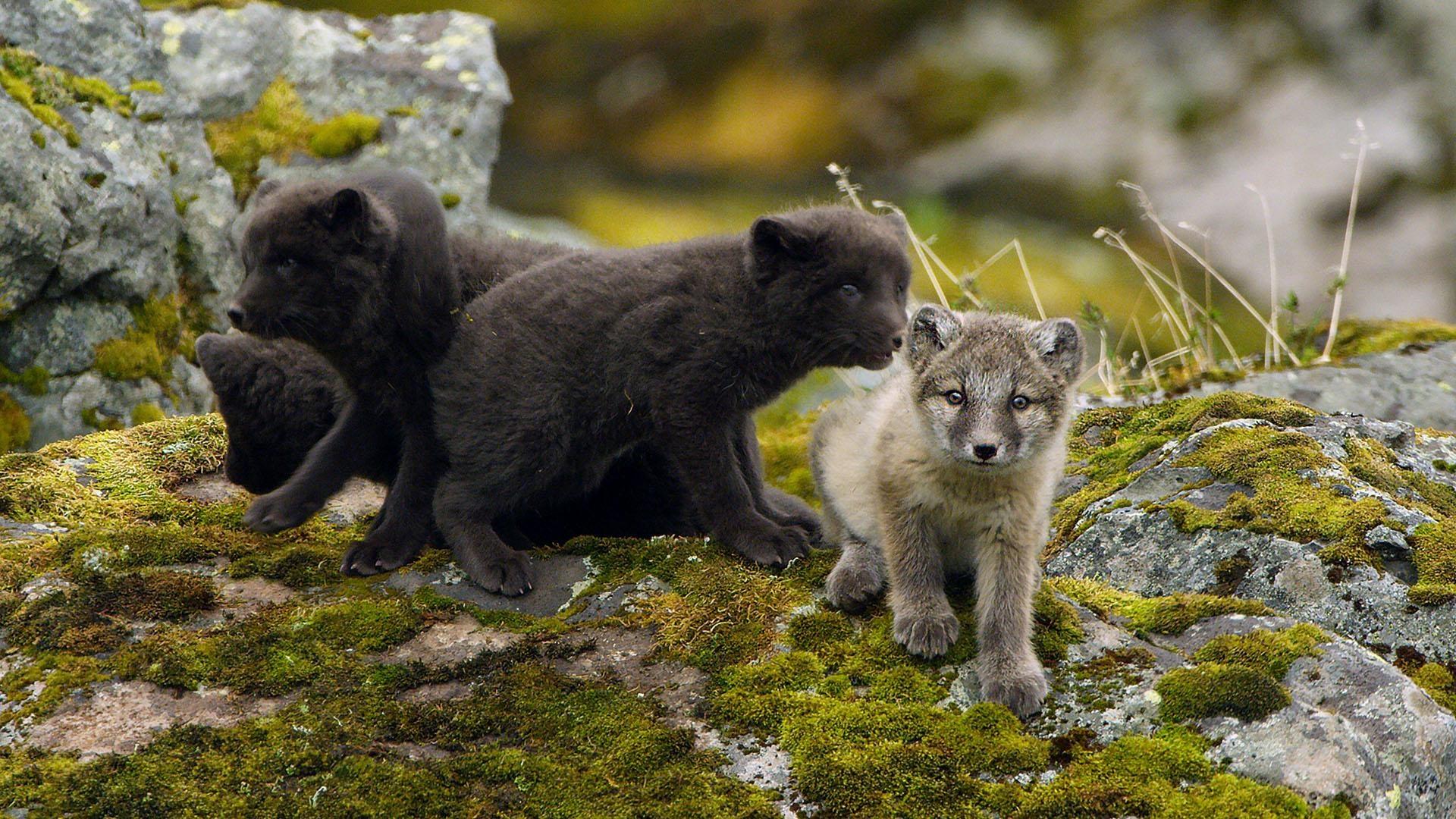 Episode 1 Preview | First Steps | Animal Babies: First Year on Earth ...