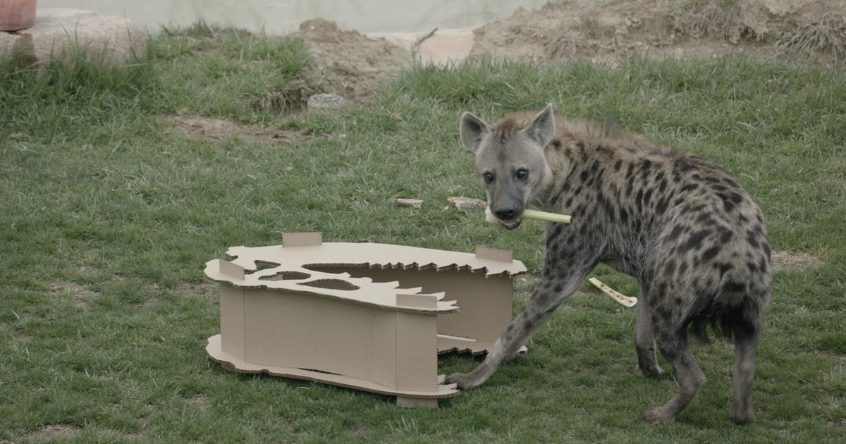 Broad and High | CCAD and the Zoo, Rafael Rosado, Reading with Friends ...