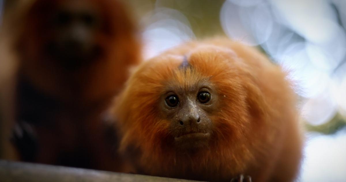 Nature | One Golden Chance | WILD HOPE | PBS