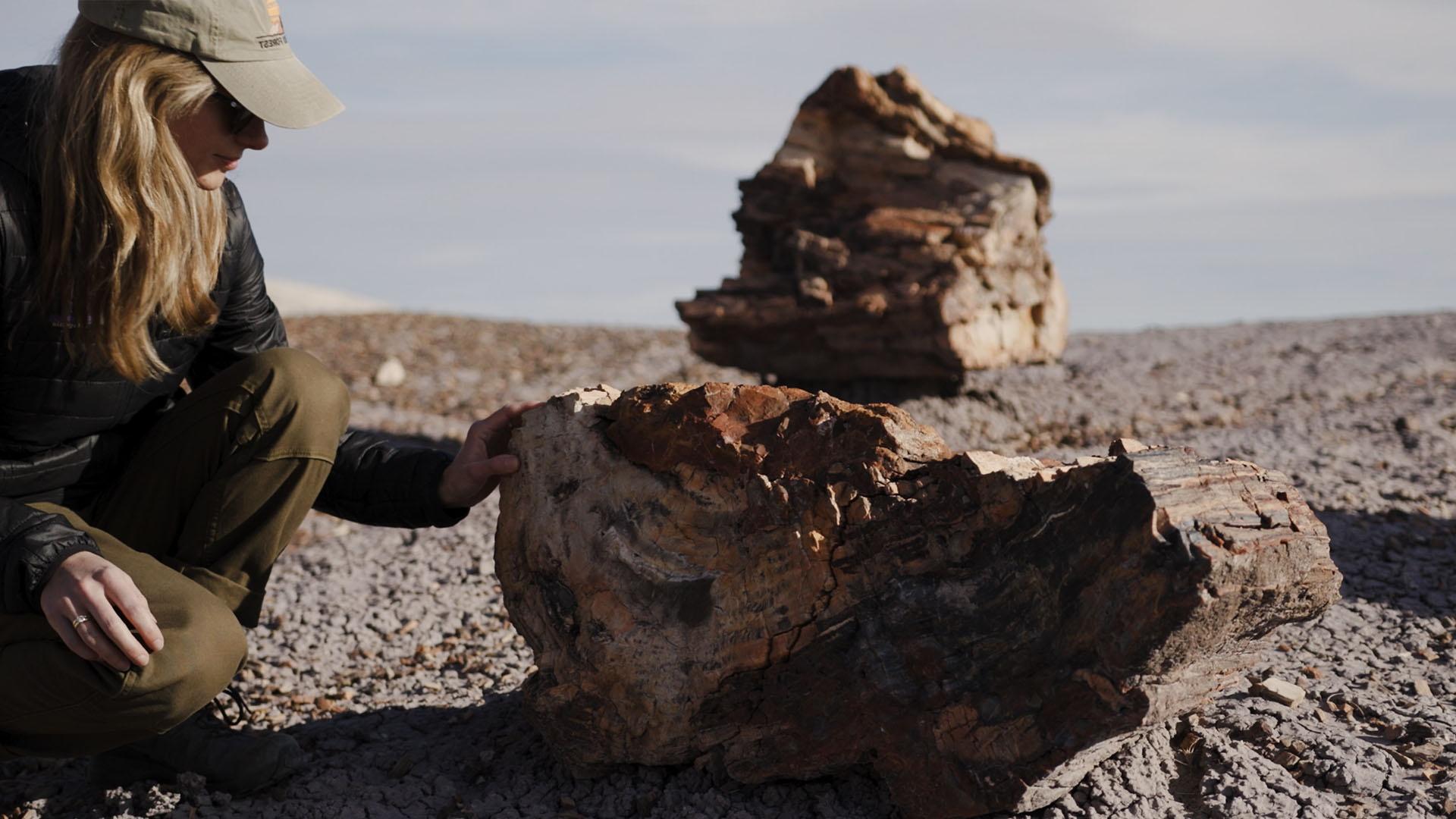 What Turned These Ancient Trees to Stone? | Untold Earth | THIRTEEN ...