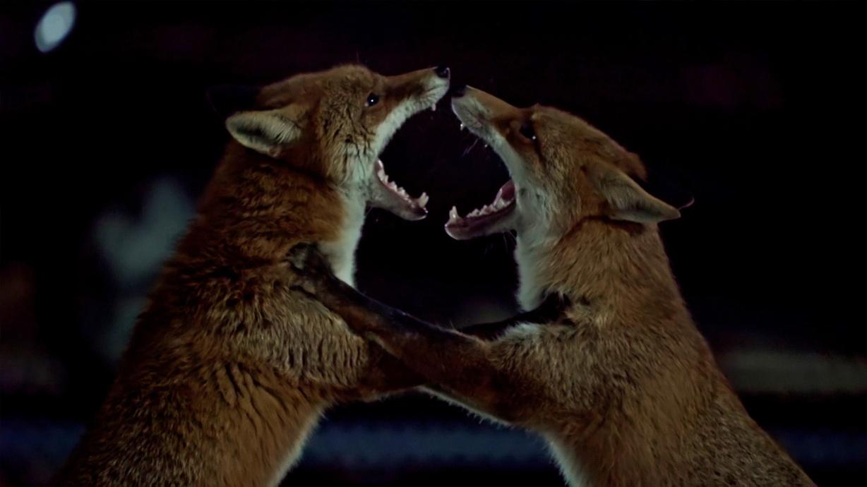 Urban Foxes Battle Over Territory | Watch on PBS Wisconsin