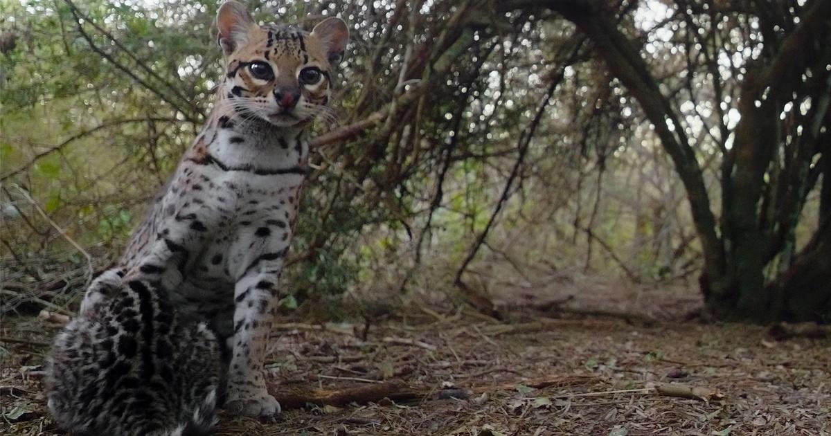 Nature | Ocelot Moms... They're Just Like Us | Season 41 | Episode 4 | PBS
