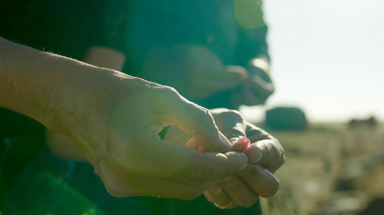 Resurrection Plants | Watch The Molecule That Made Us on PBS Wisconsin