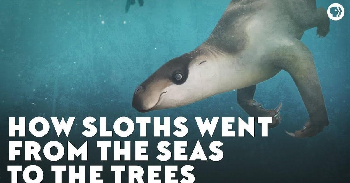 Eons | How Sloths Went From the Seas to the Trees | Season 2 | Episode ...